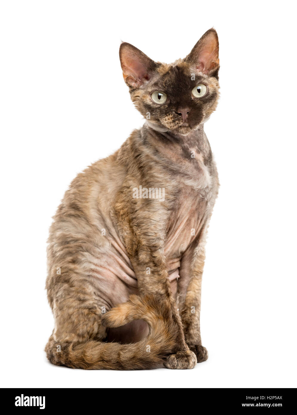 Devon rex cat side hi-res stock photography and images - Alamy
