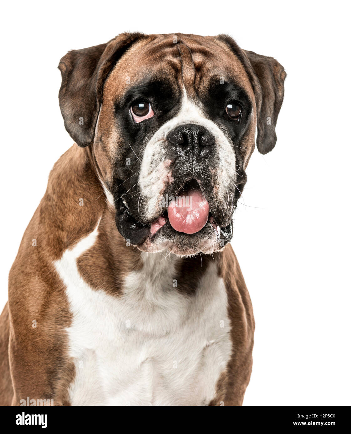 Boxer dog panting hi-res stock photography and images - Alamy