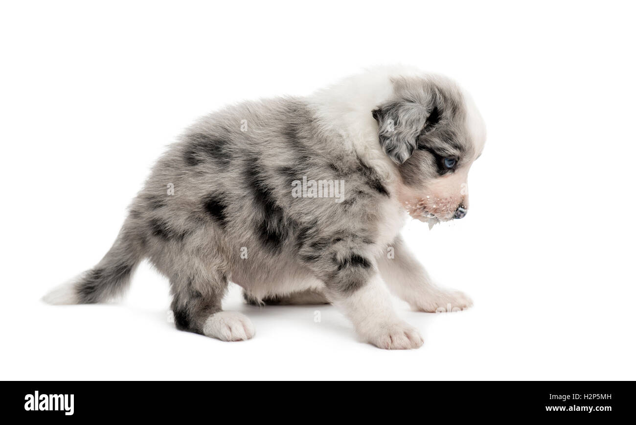 Australian shepherd puppy side view Cut Out Stock Images & Pictures - Alamy