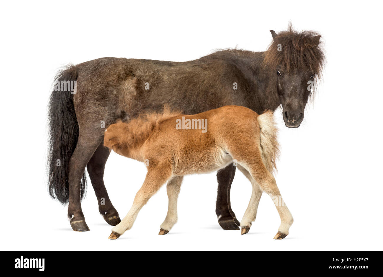 Motherhood sweet family cute Cut Out Stock Images & Pictures - Alamy