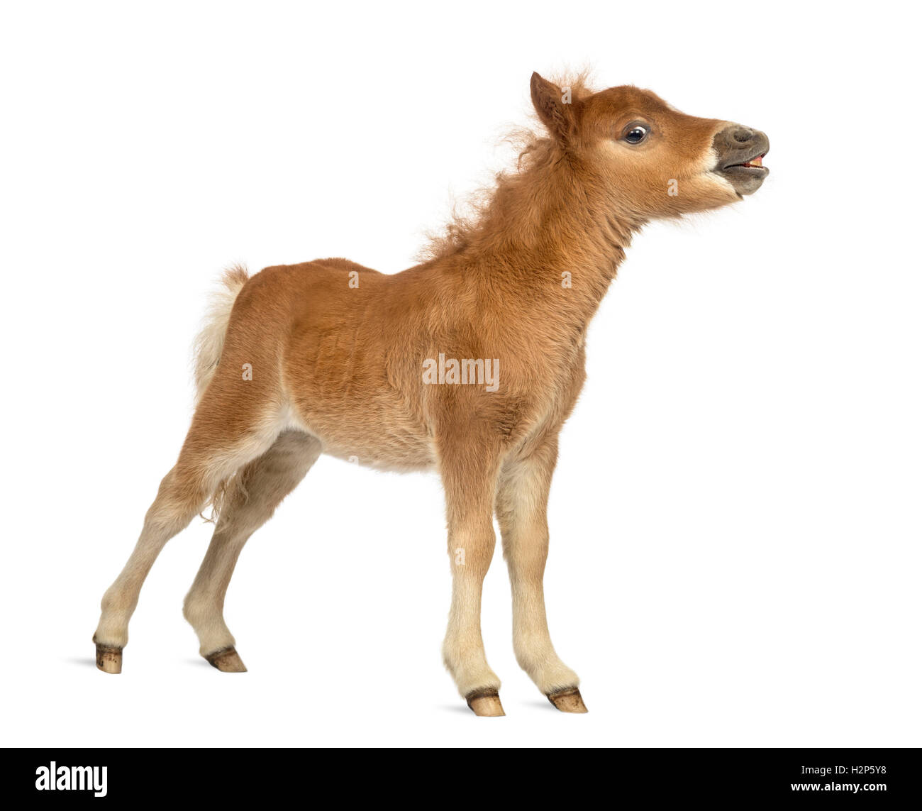 Side view of a young poney, foal whinnying against white background ...