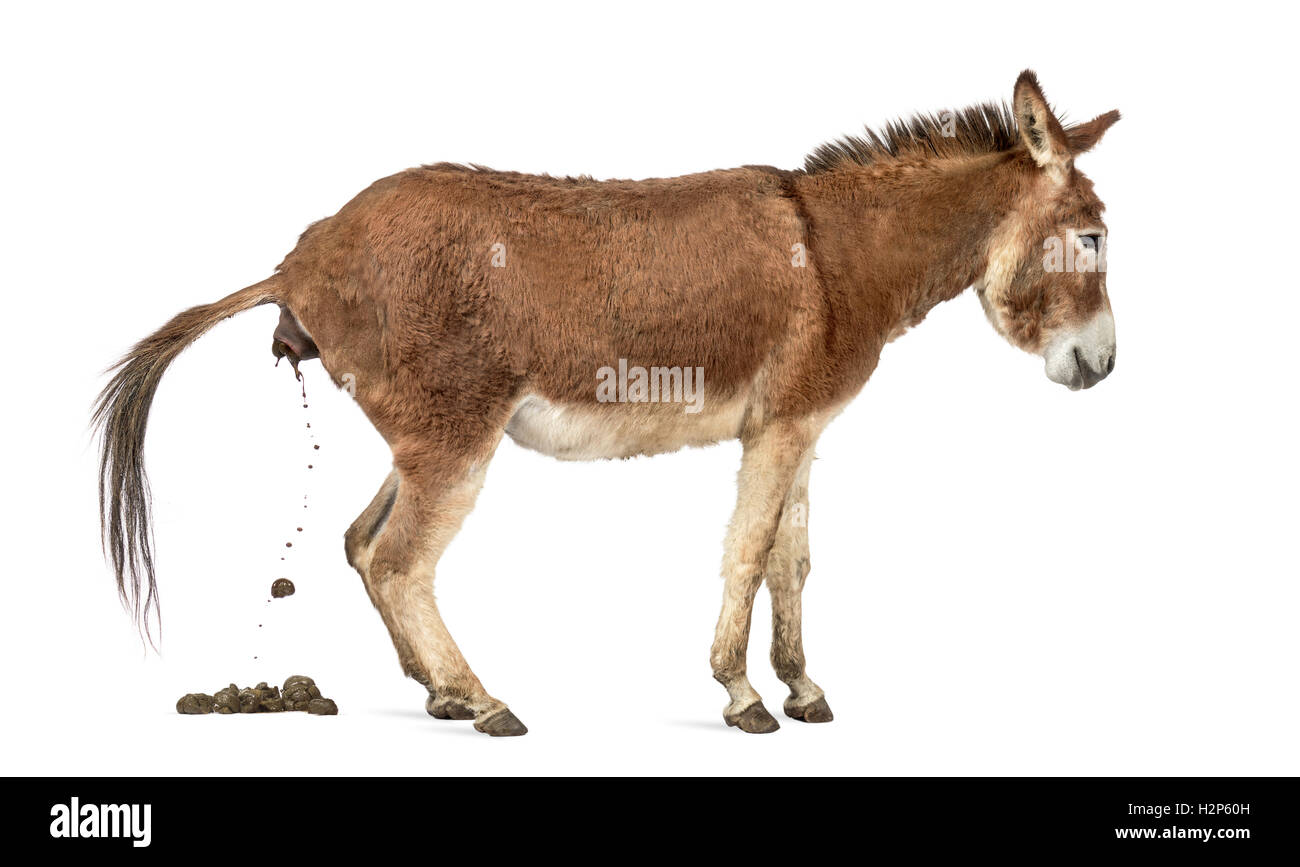 Side view of a Provence donkey defecating isolated on white Stock Photo ...