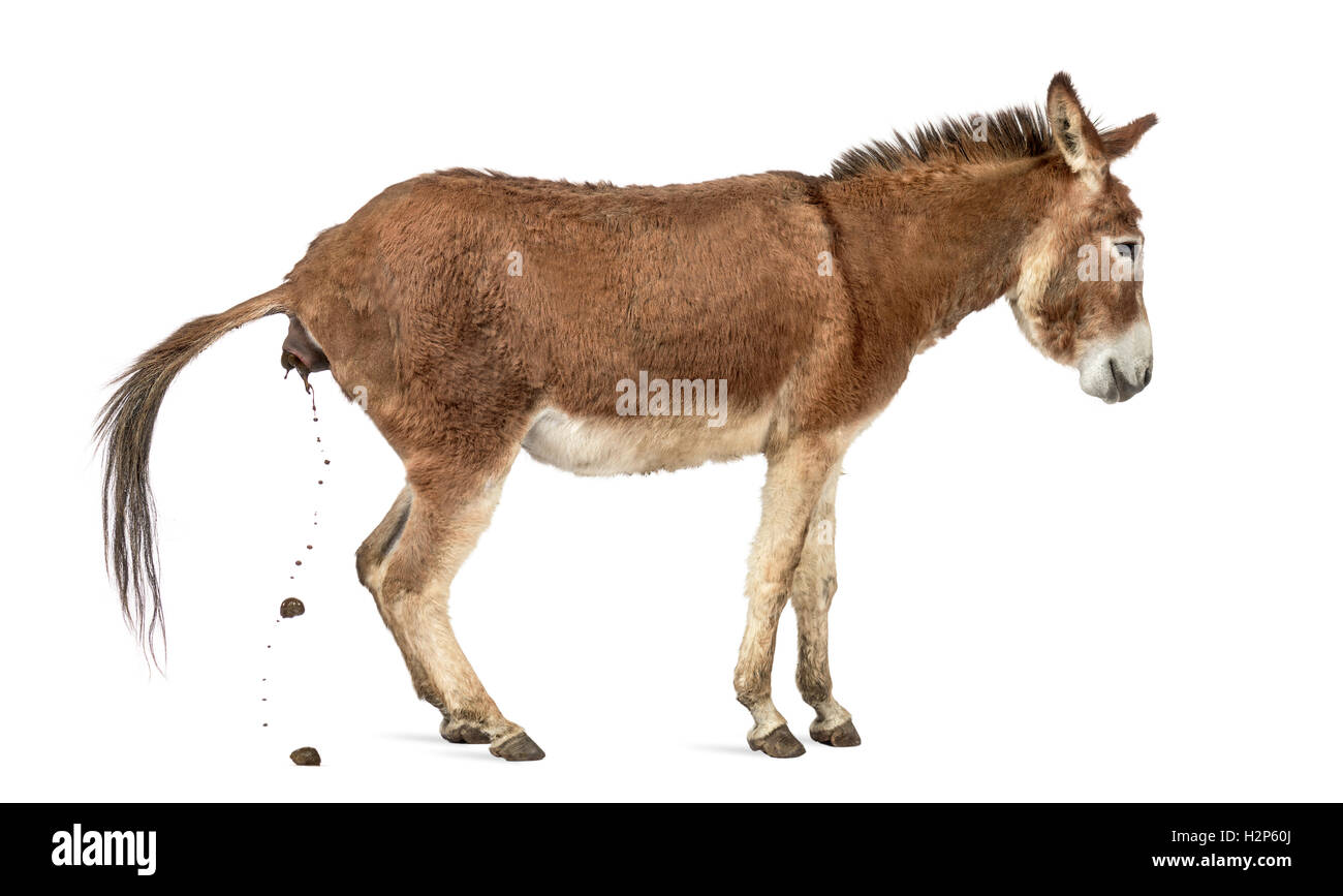 Side view of a Provence donkey defecating isolated on white Stock Photo ...