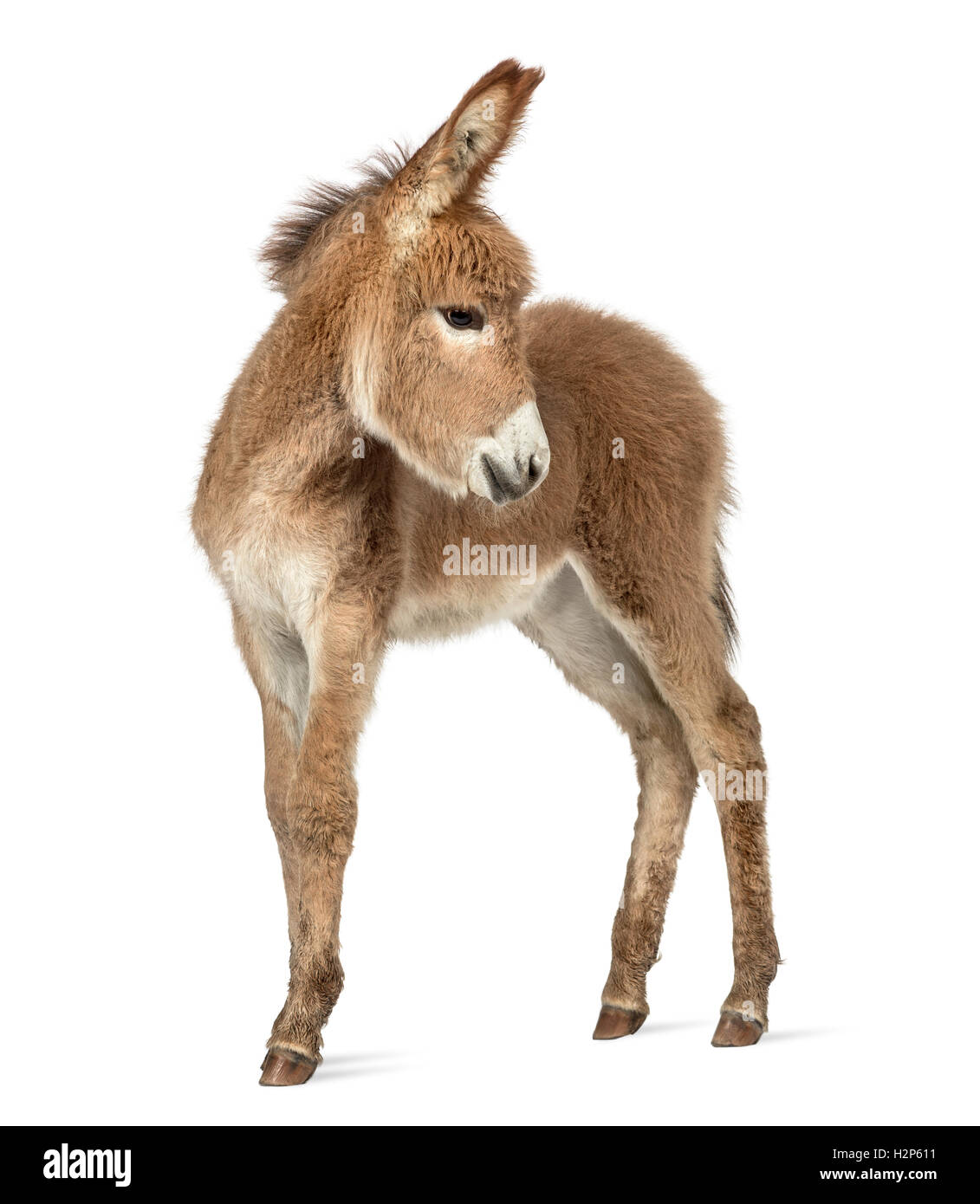 Side view of a young Provence donkey looking back isolated on white ...