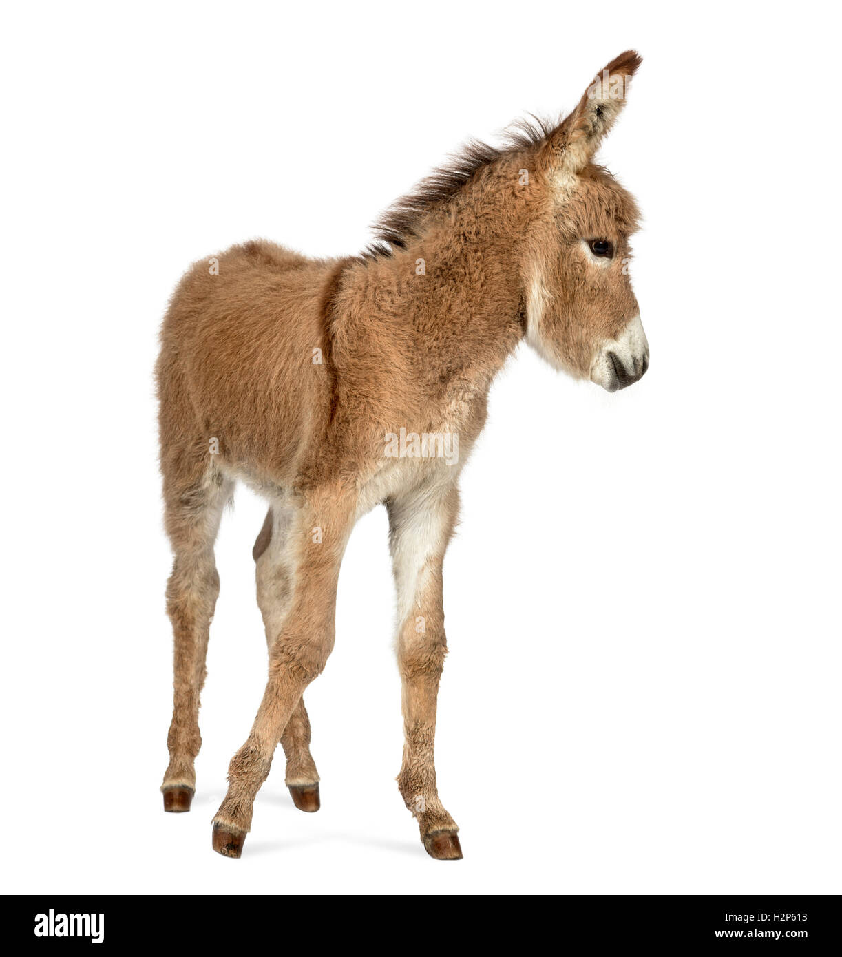 Side view of a young Provence donkey looking away isolated on white ...