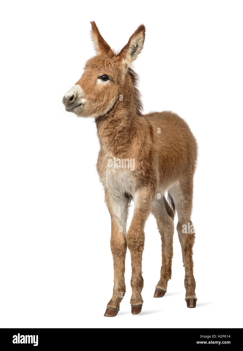 Young Provence donkey looking at the camera, foal isolated on white ...