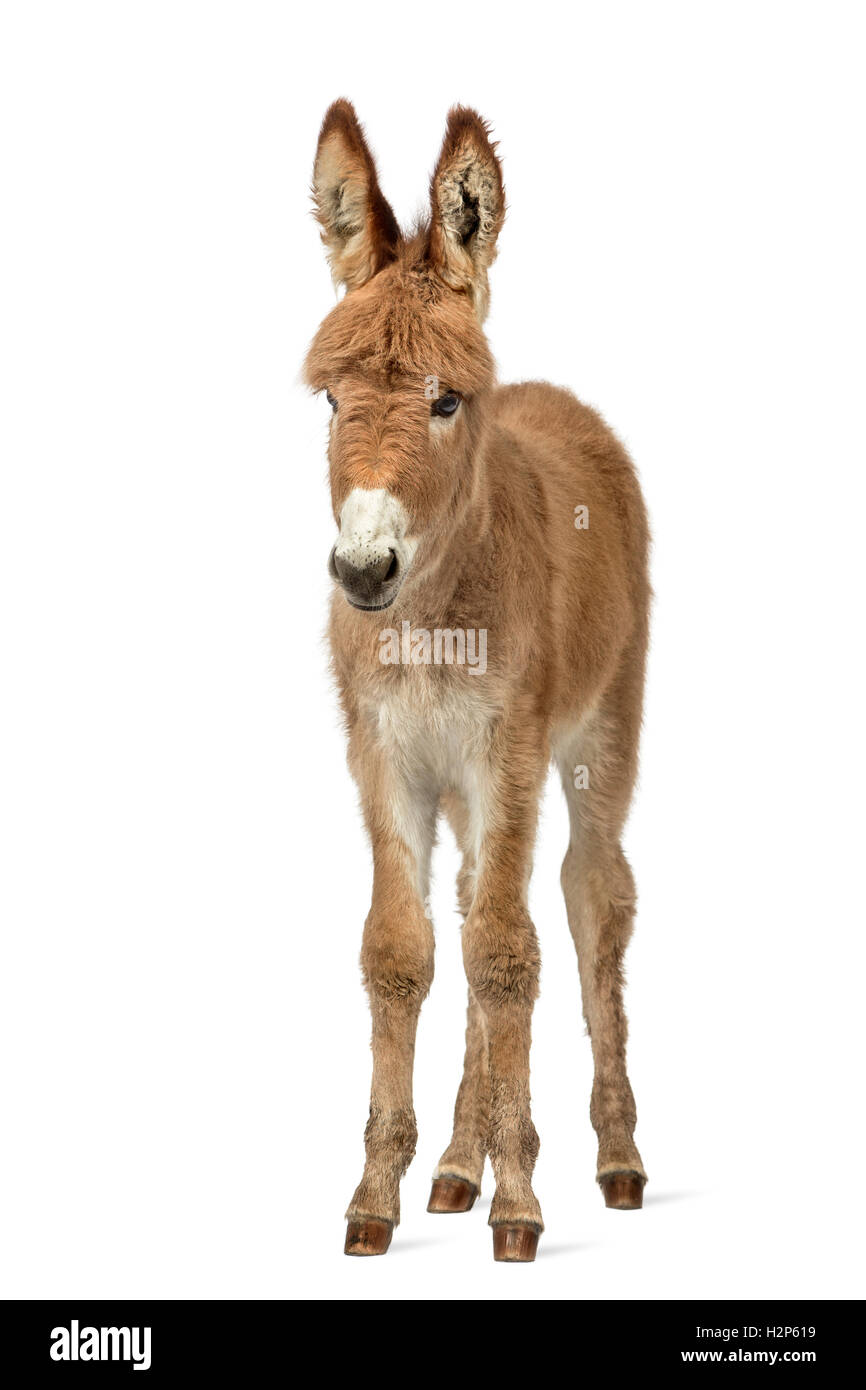 White background isolated on white donkey hi-res stock photography and ...