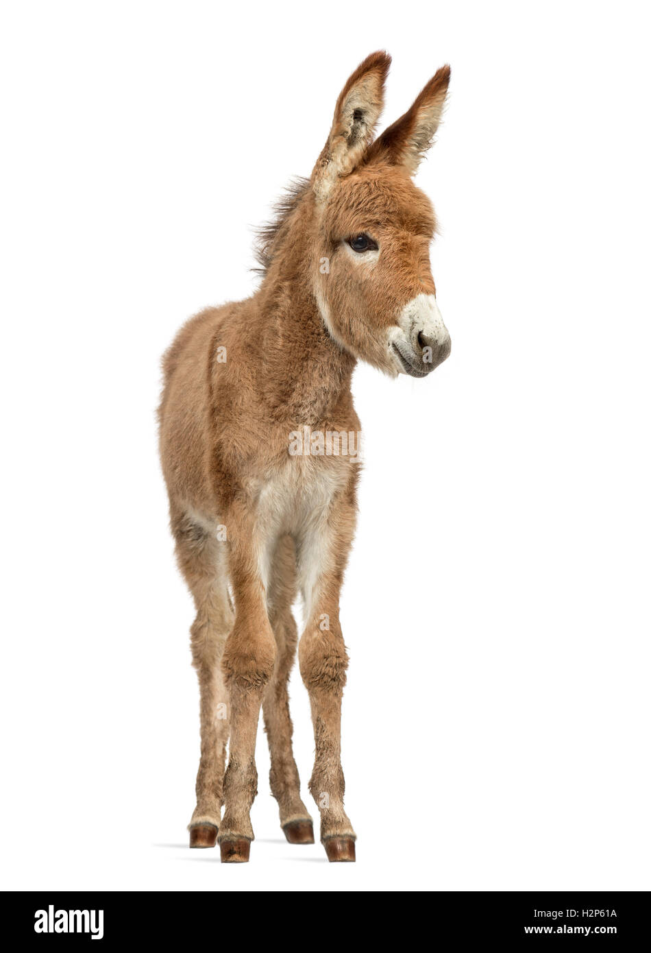 Front view of a young provence donkey, foal isolated on white Stock ...