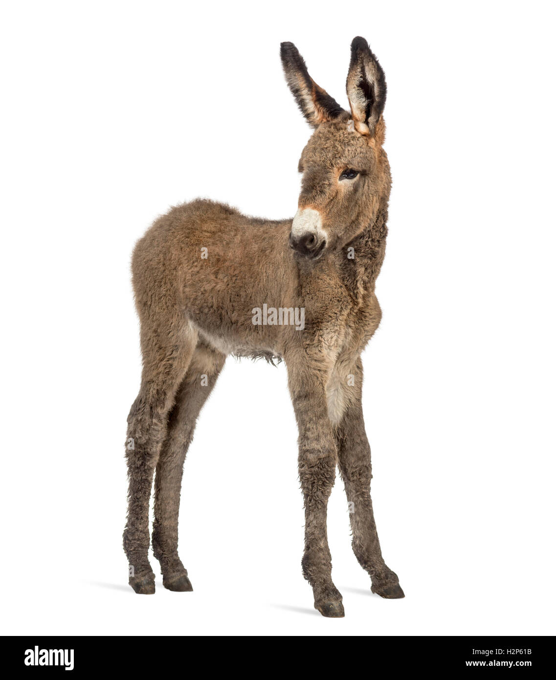 Donkey side view Cut Out Stock Images & Pictures - Alamy