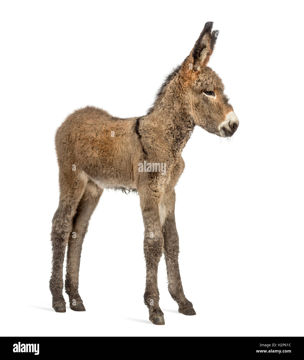 Front view of a young provence donkey, foal isolated on white Stock ...