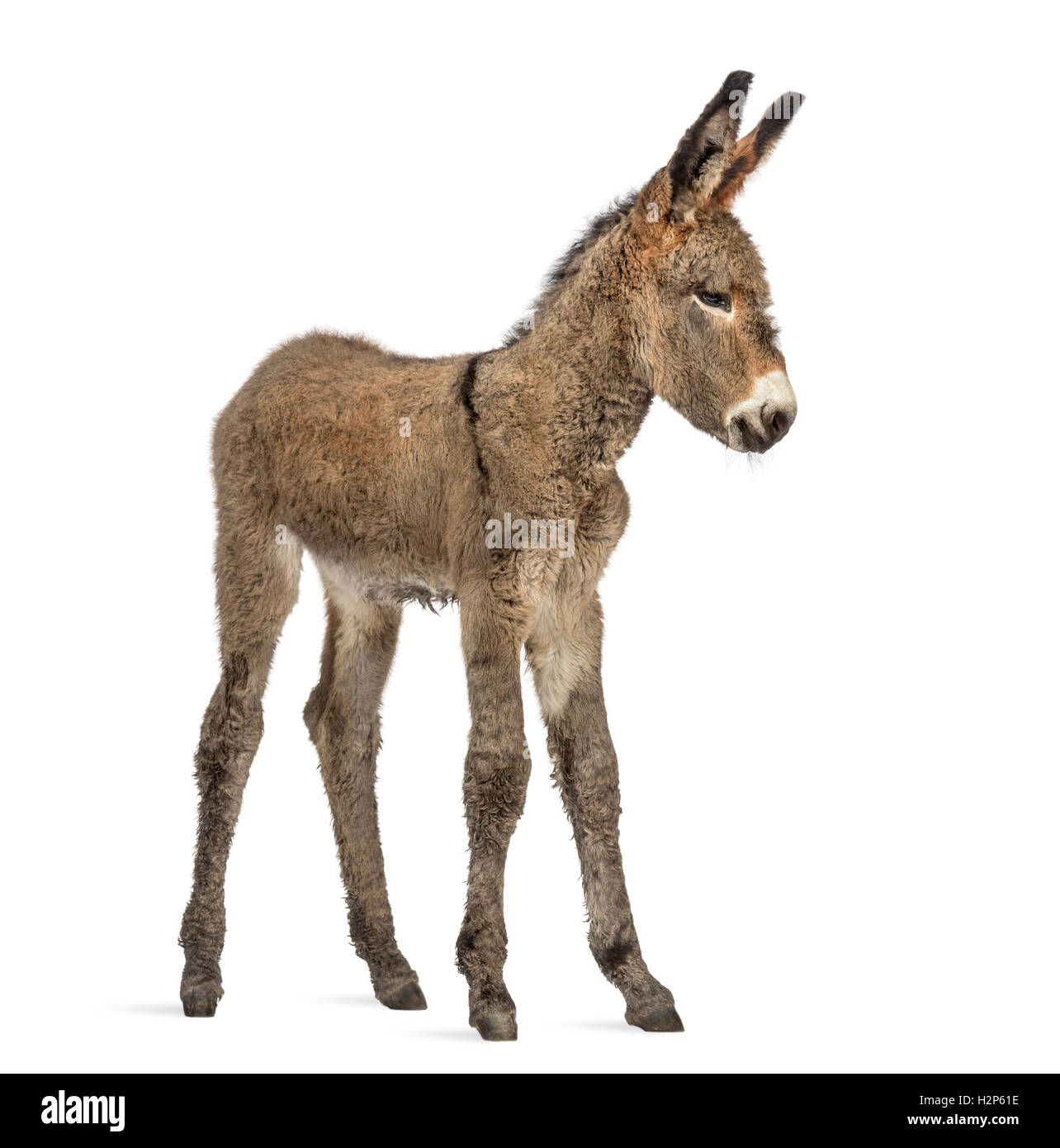 Front view of a young provence donkey, foal isolated on white Stock ...