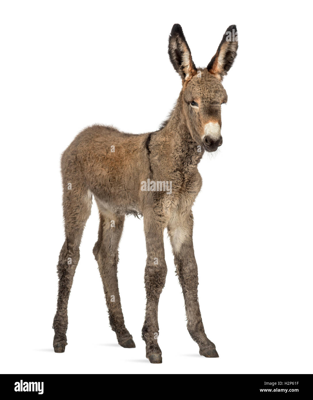 Front view of a young provence donkey, foal isolated on white Stock ...