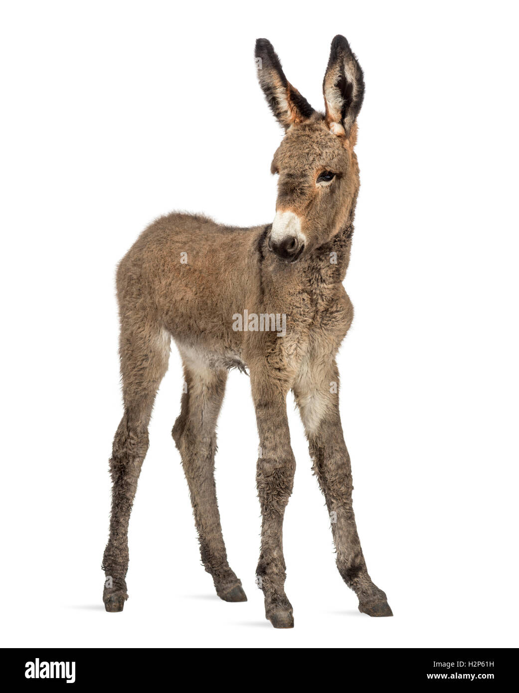 Front view of a young provence donkey, foal isolated on white Stock ...