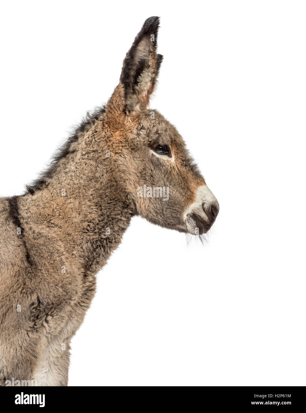 Close up of a young provence donkey isolated on white Stock Photo - Alamy