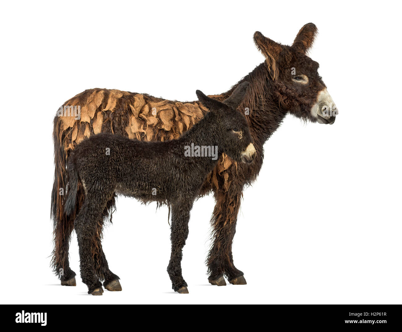 Side view of a mother donkey and her foal, baudet du poitoux isolated ...
