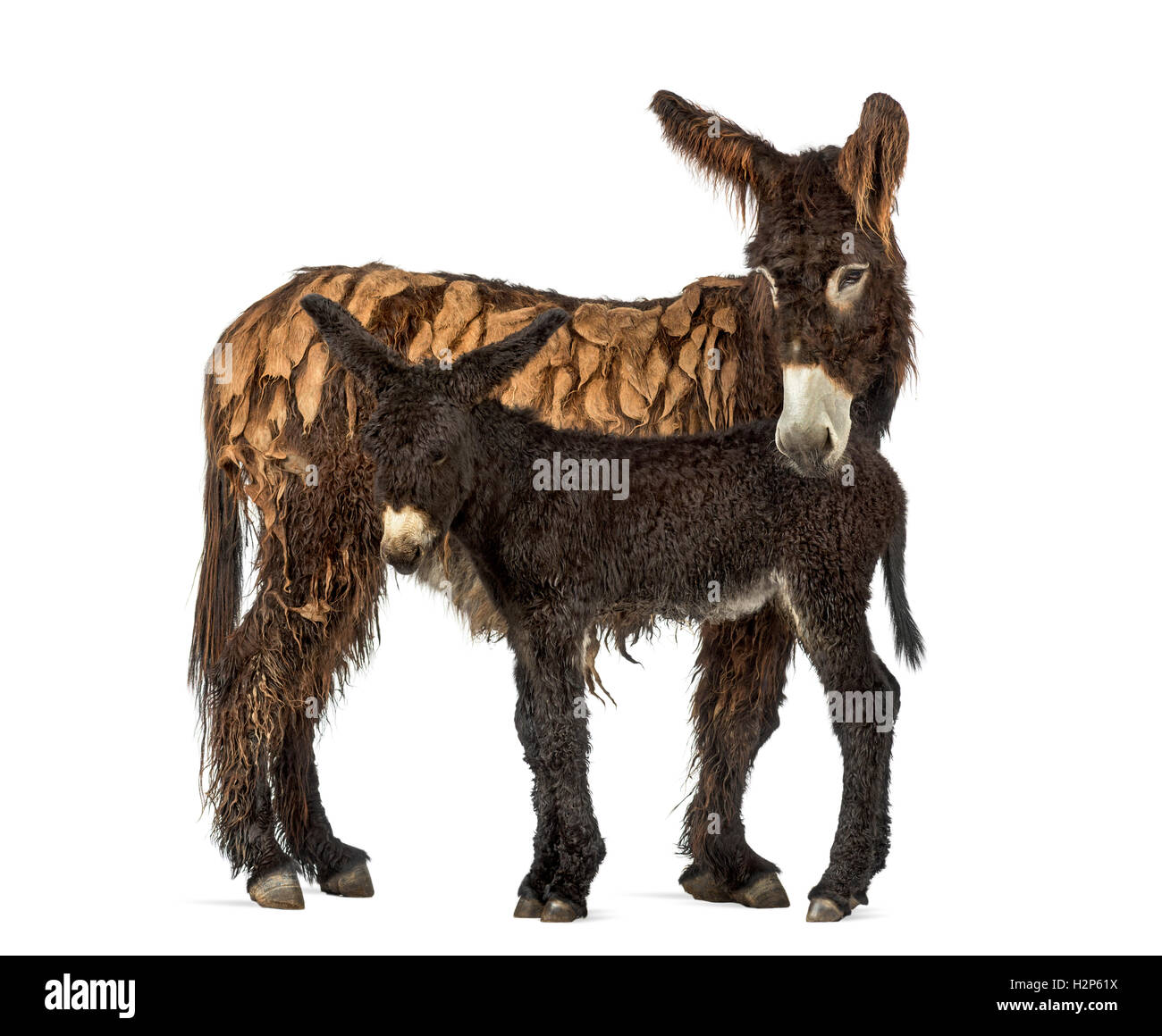 Side view of a mother donkey and her foal, baudet du poitoux isolated ...