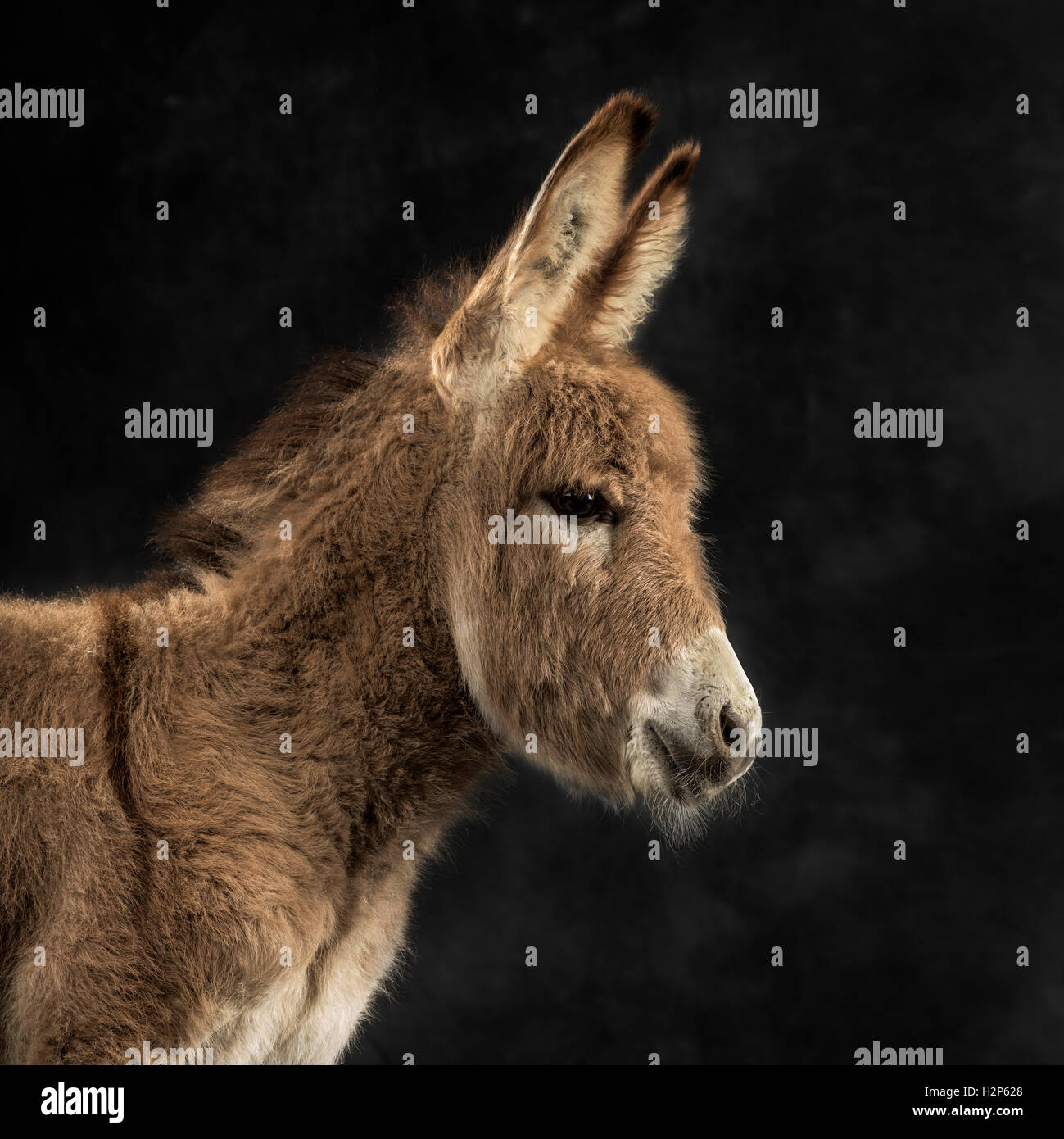 close up of a young provence donkey, foal against black background ...