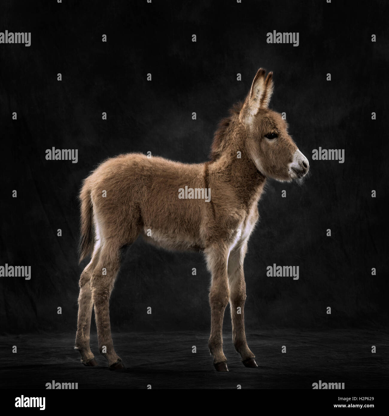 Side view of a young provence donkey, foal against black background ...