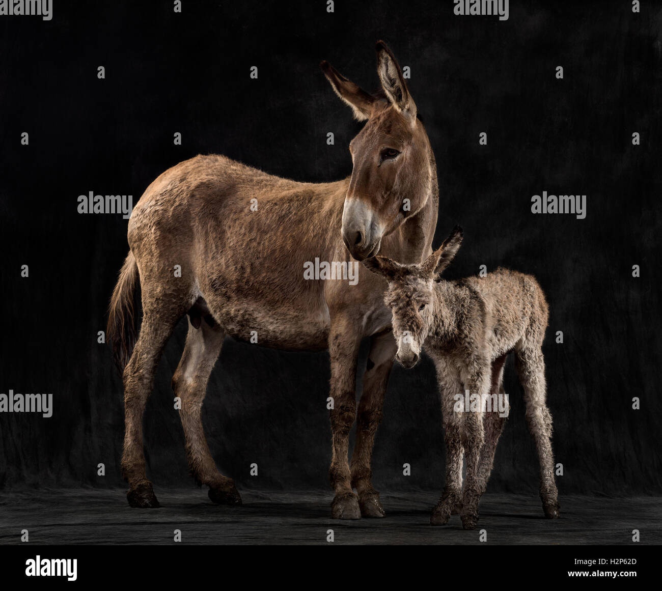 Side view of a mother provence donkey and her foal against a black ...