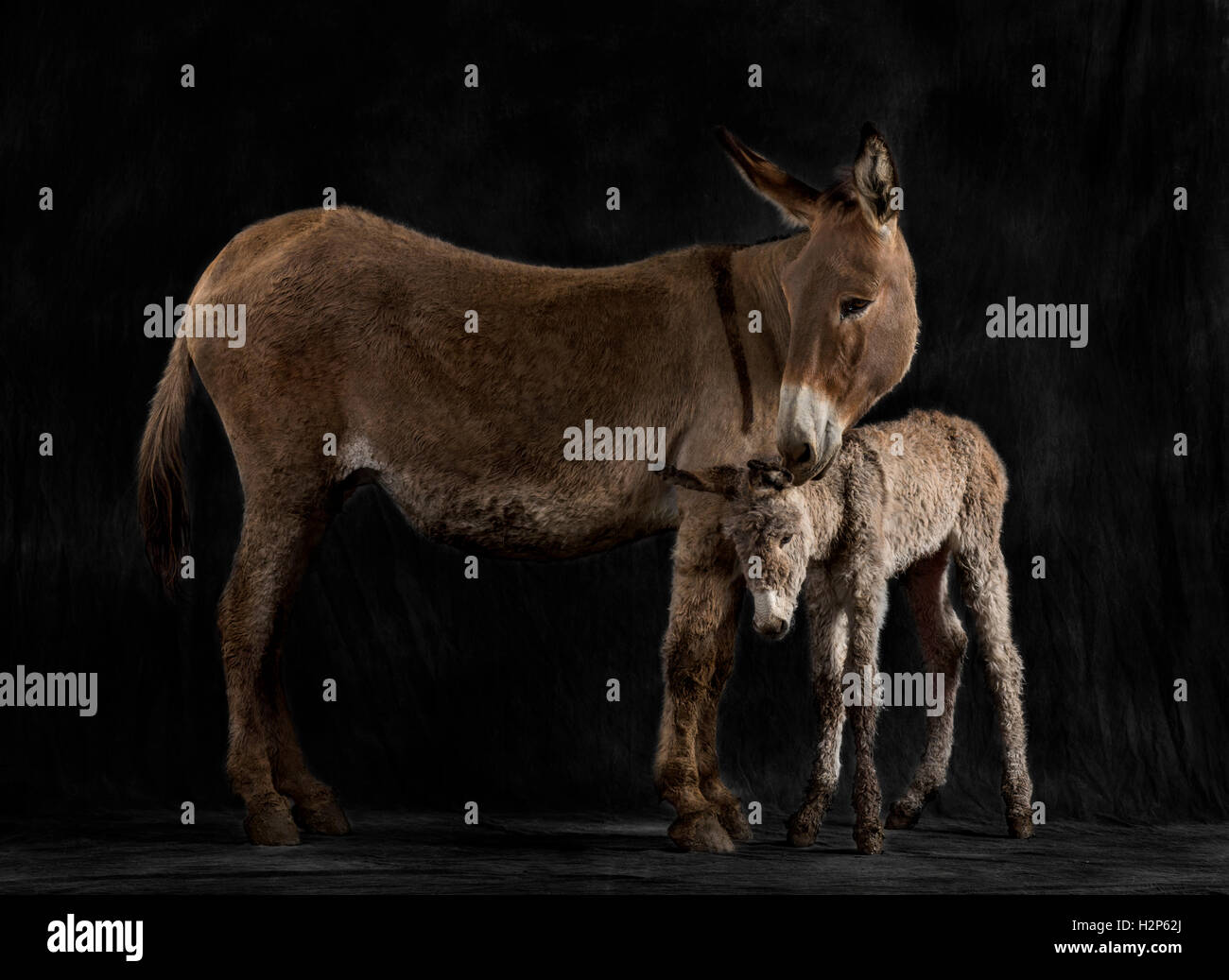 Donkey side view cute hi-res stock photography and images - Alamy