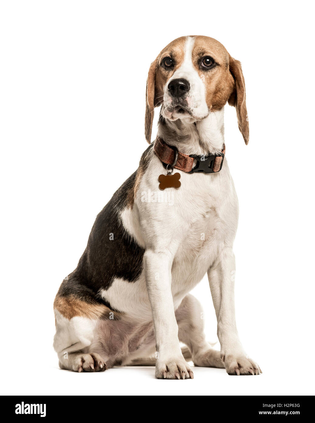 Beagle sitting, 18 months old, isolated on white Stock Photo - Alamy
