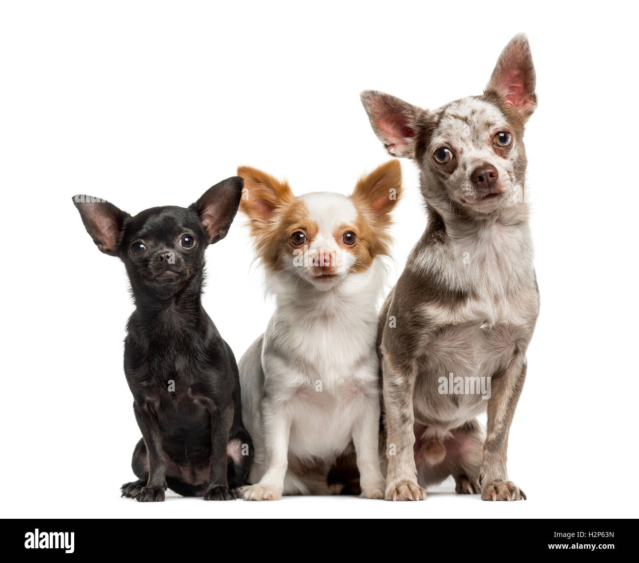 Group of Chihuahuas sitting together, isolated on white Stock Photo - Alamy