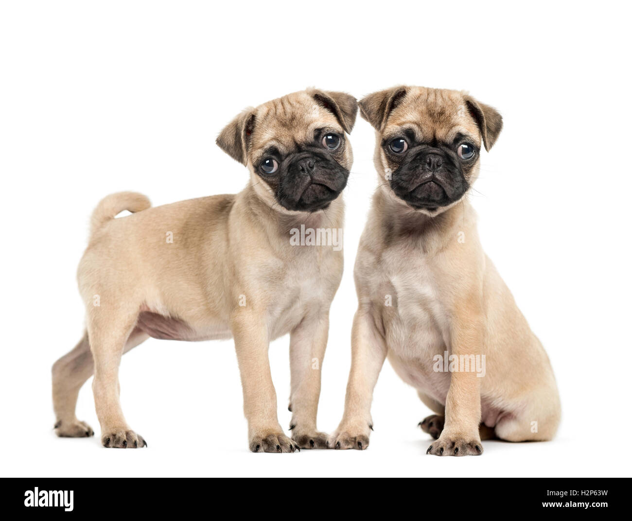 Two Cute Pug High Resolution Stock Photography and Images - Alamy