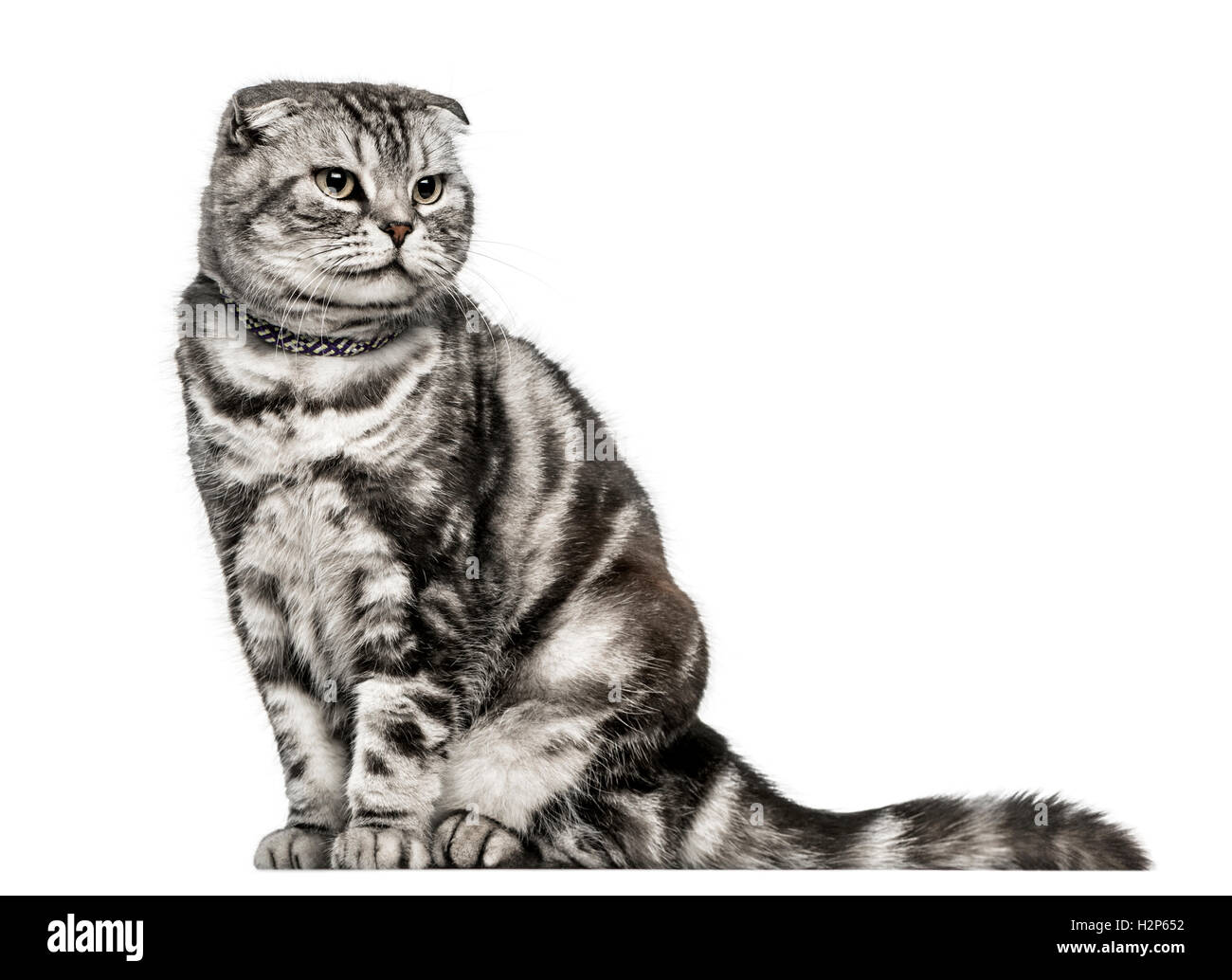 Scottish Fold, sitting and looking away from camera, isolated on white ...