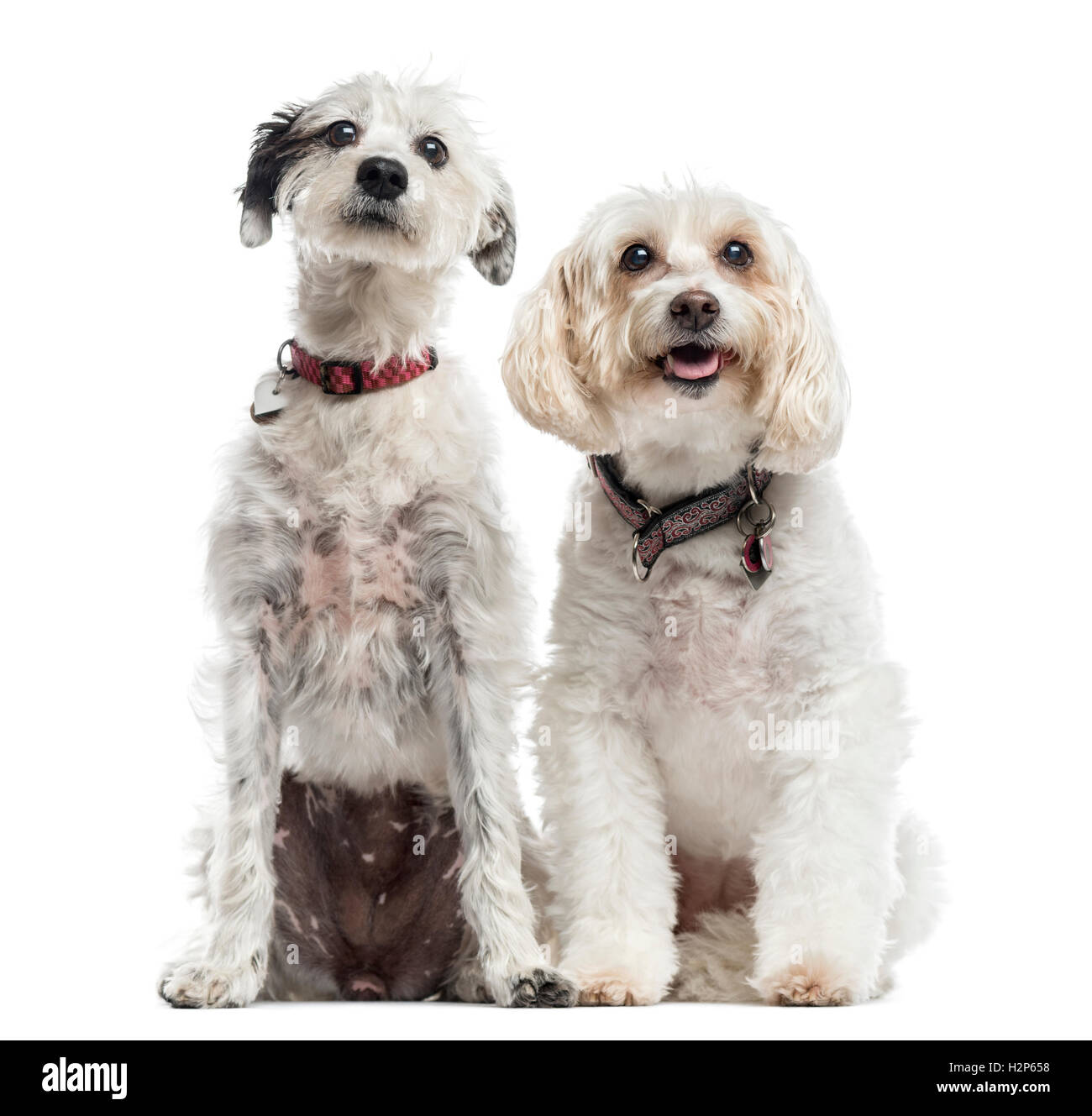 Two Mixed-breed dogs, 13 and 3 years old, sitting together, isolated on ...