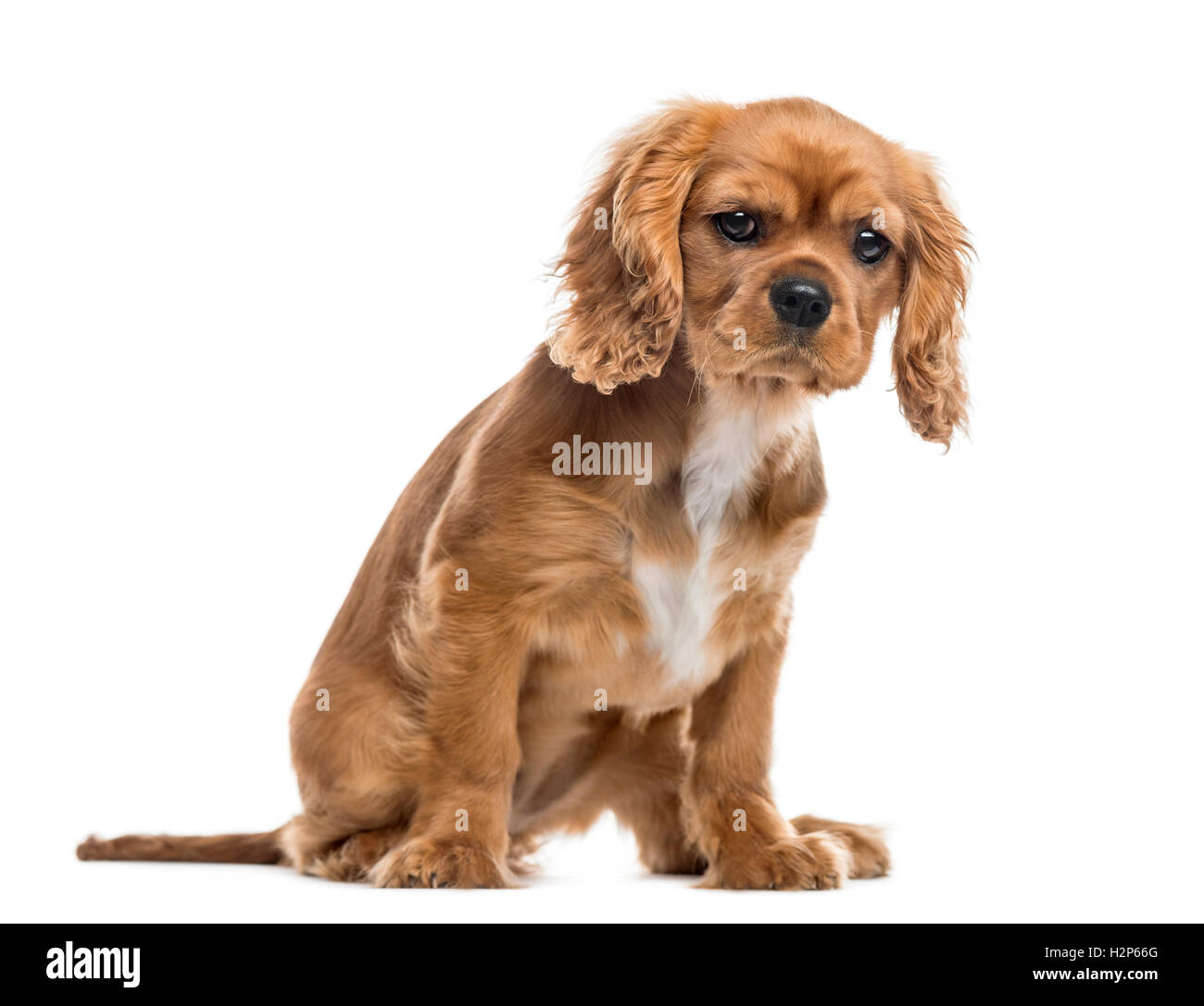 Cavalier King Charles Spaniel puppy, 3 months old, sitting and looking ...
