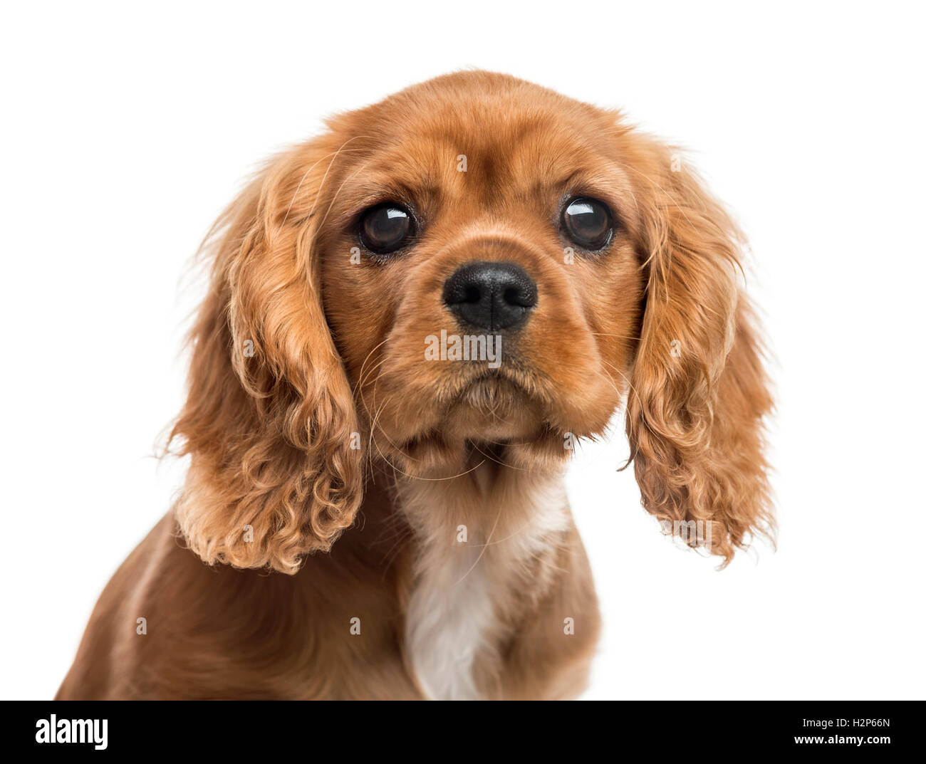 Close-up of Cavalier King Charles Spaniel puppy, 3 months old, isolated ...