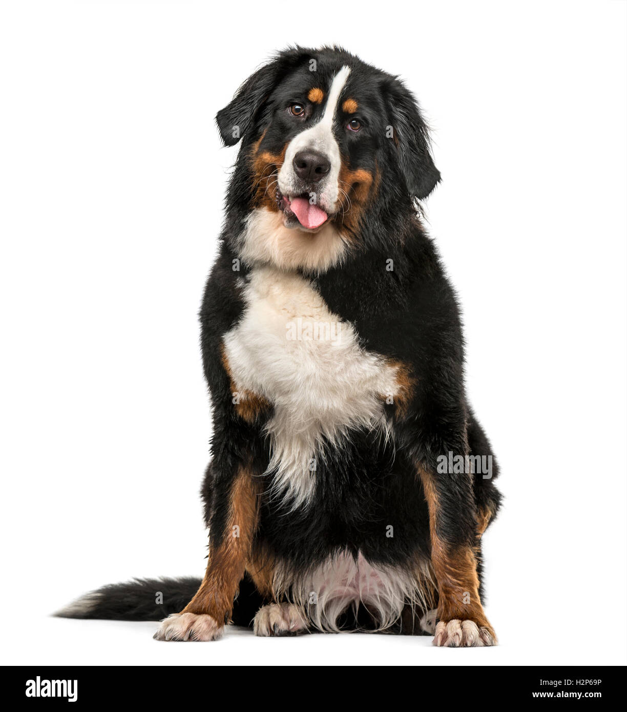 Dog Sitting Front View