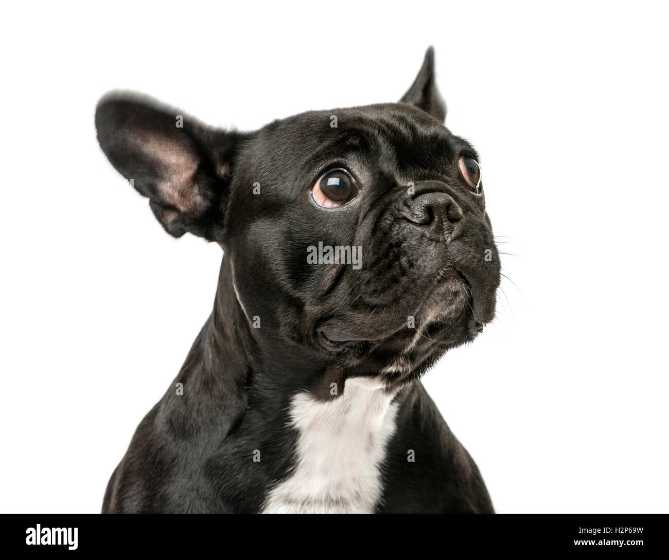 close up of a French Bulldog looking up isolated on white Stock Photo ...