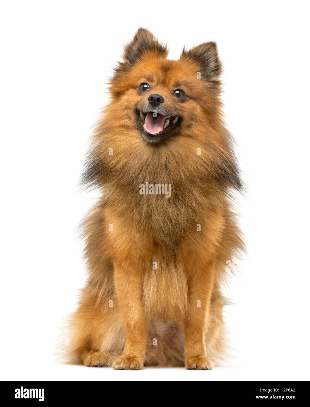 German spitz dog hi-res stock photography and images - Alamy