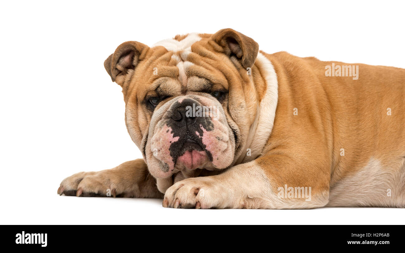 Side view English bulldog lying down and facing, isolated on white ...