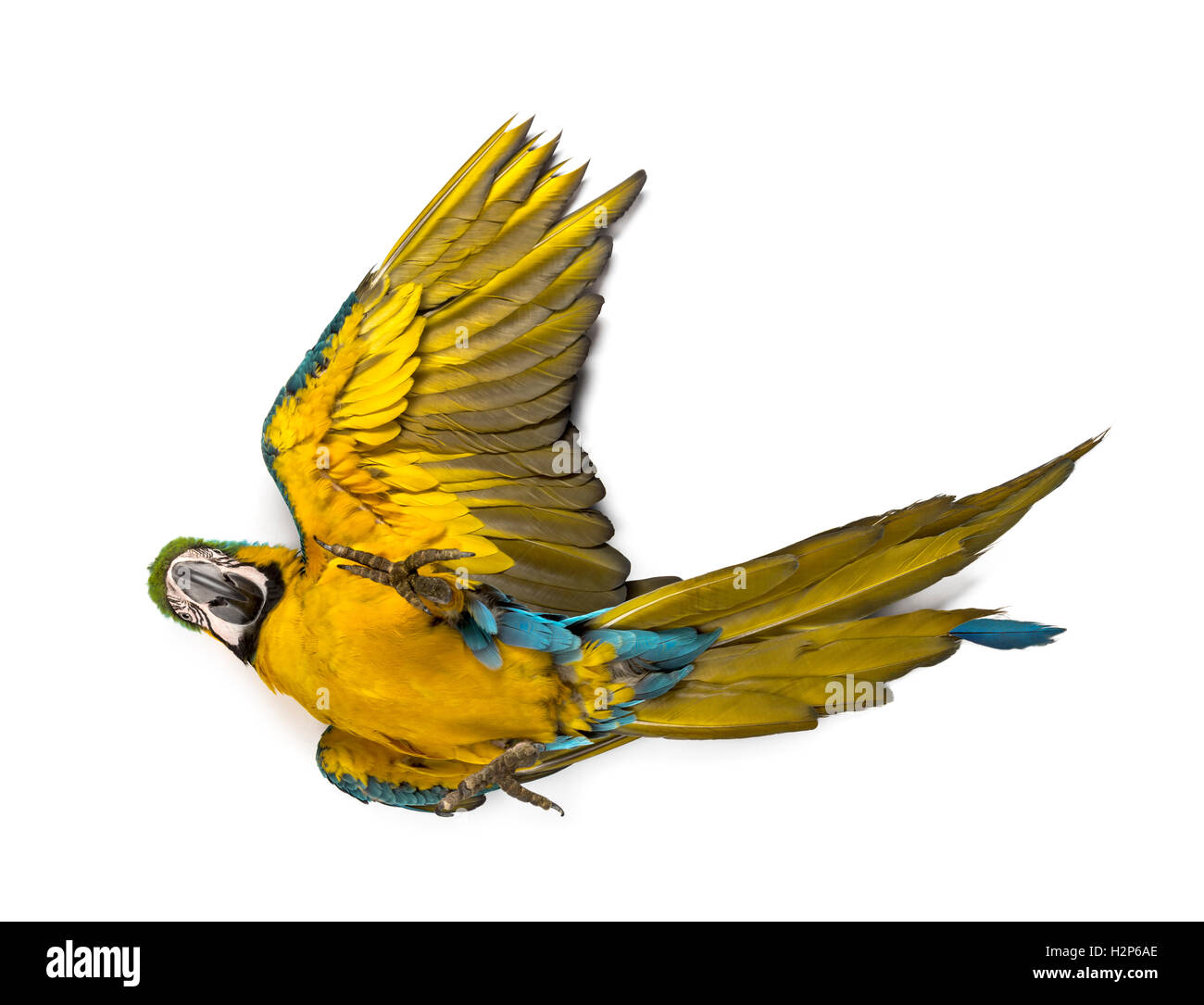 Blue-and-yellow Macaw lying on his back isolated on white Stock Photo ...