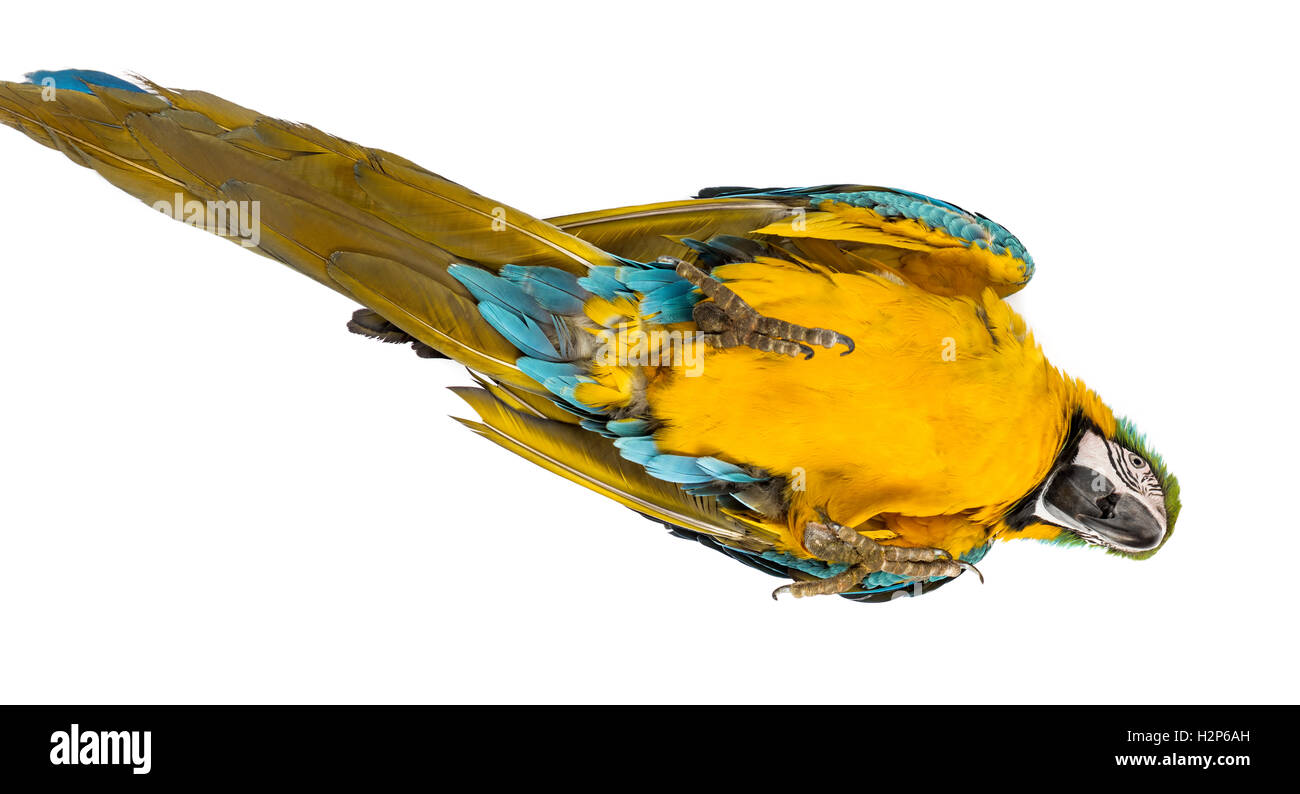 Blue-and-yellow Macaw lying on his back isolated on white Stock Photo ...