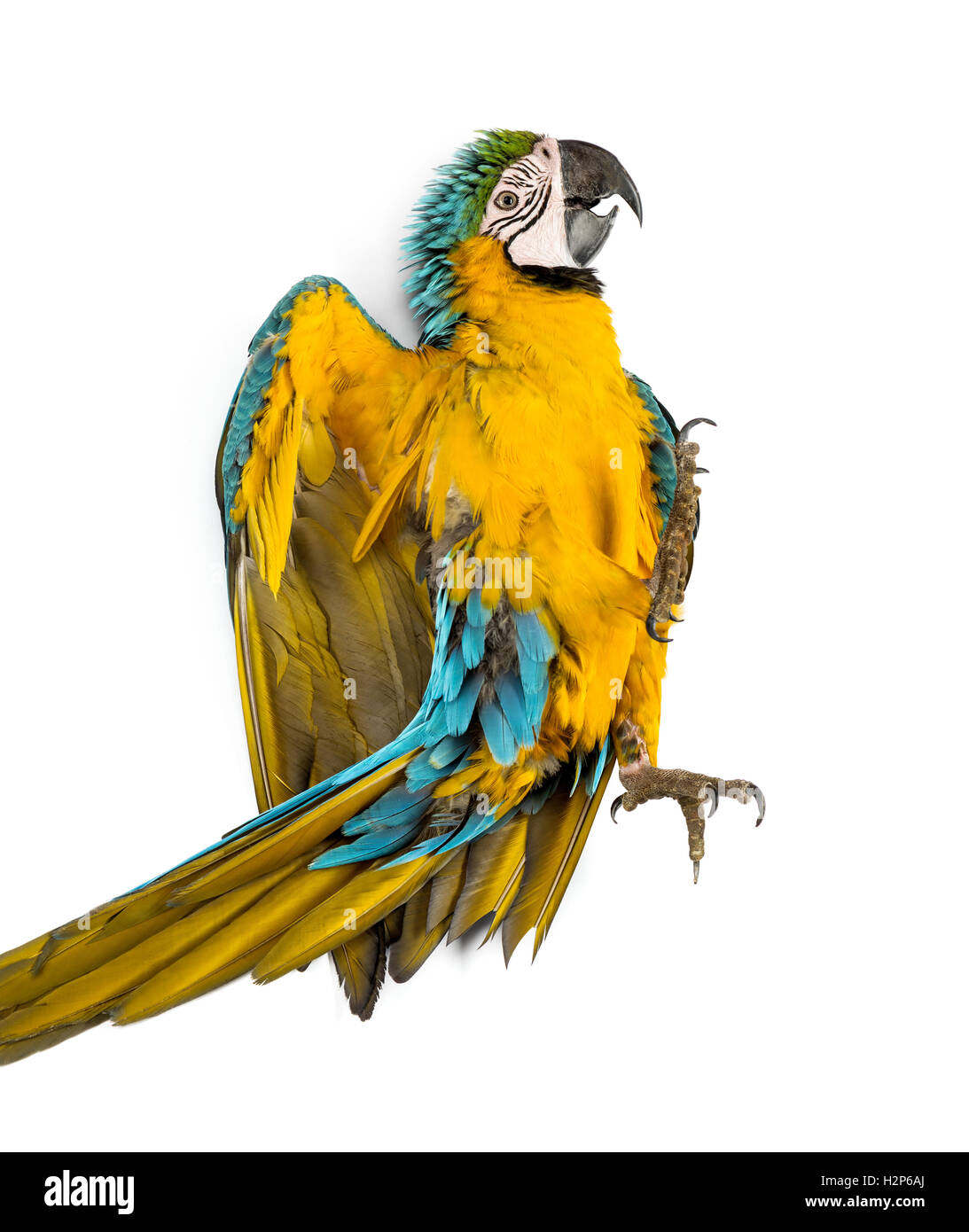 Blue-and-yellow Macaw lying on his back isolated on white Stock Photo ...