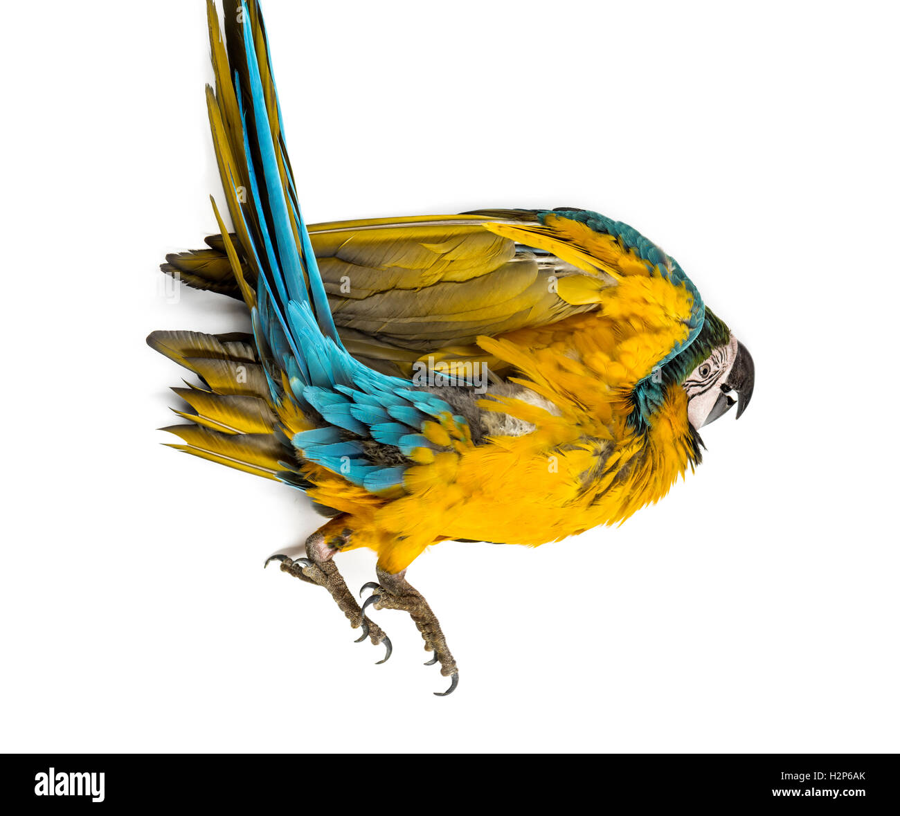 Upside down parrot Cut Out Stock Images & Pictures - Alamy