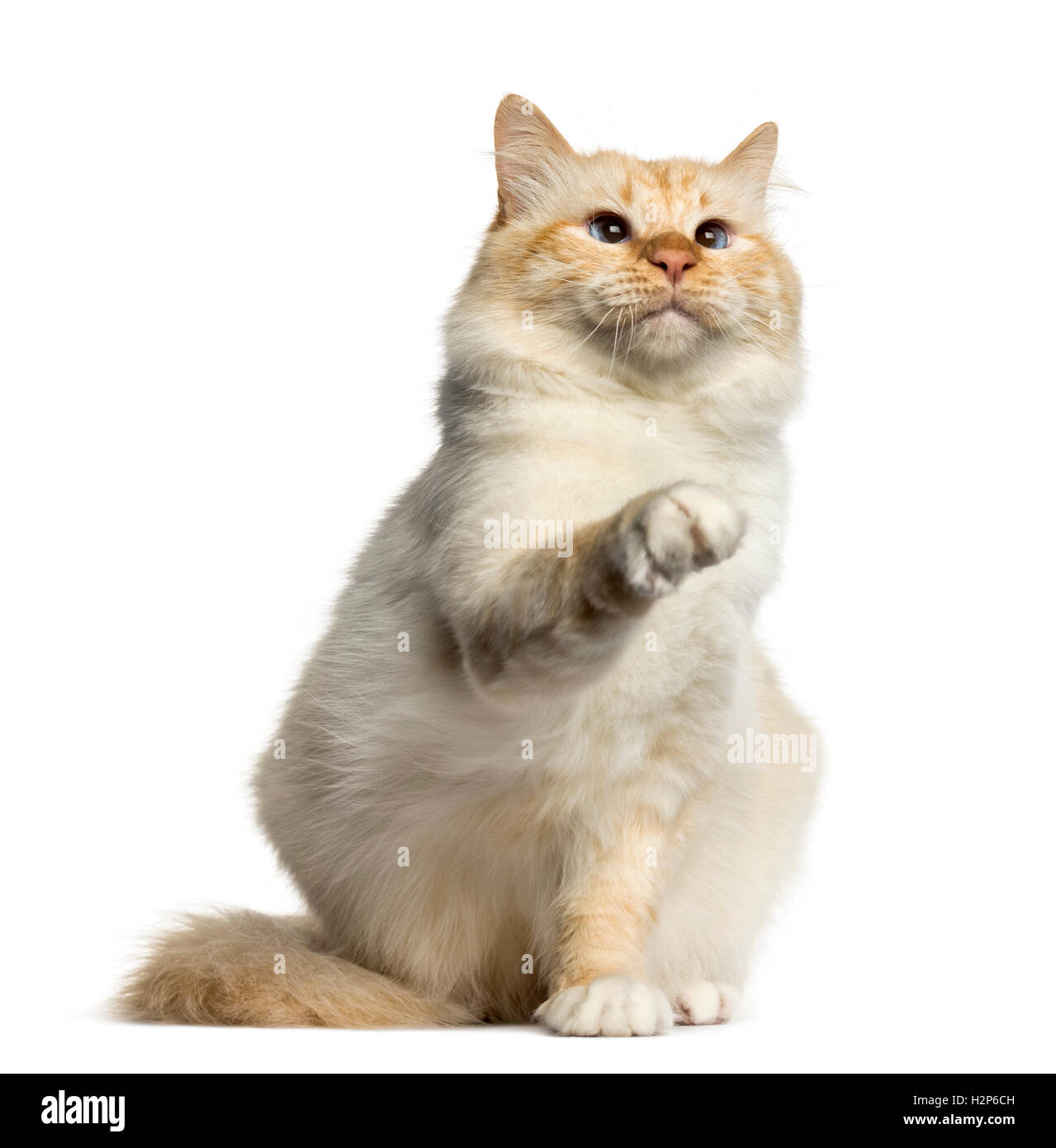 Pawing Cut Out Stock Images & Pictures - Alamy