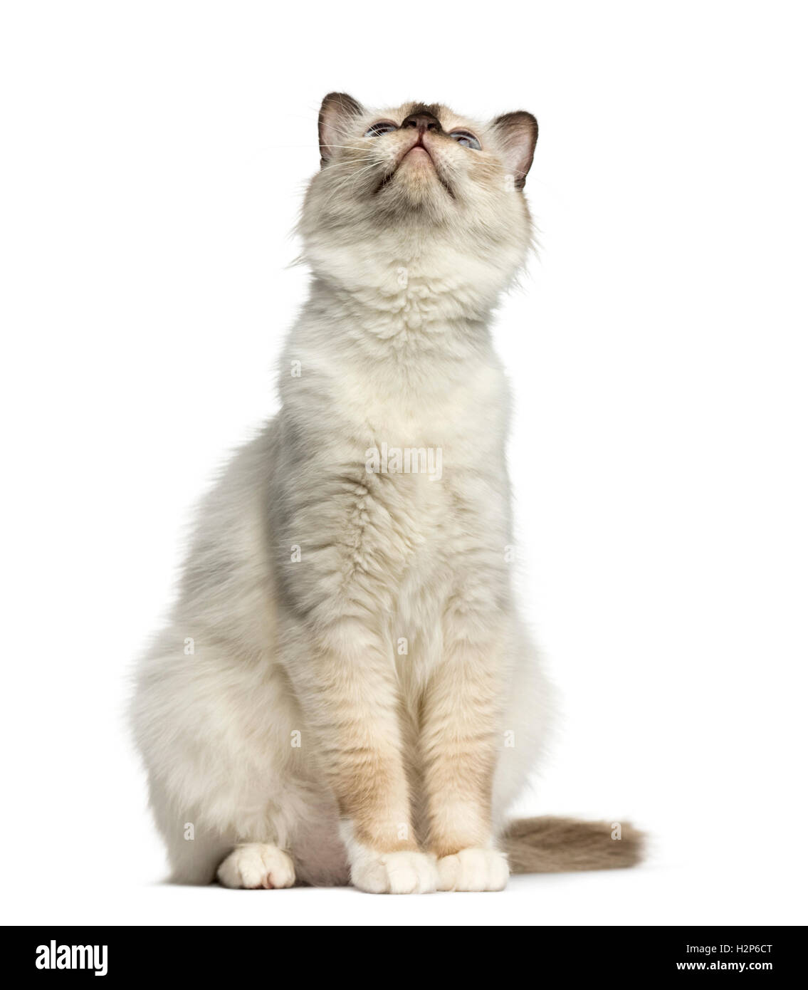 Cat Sitting Front View