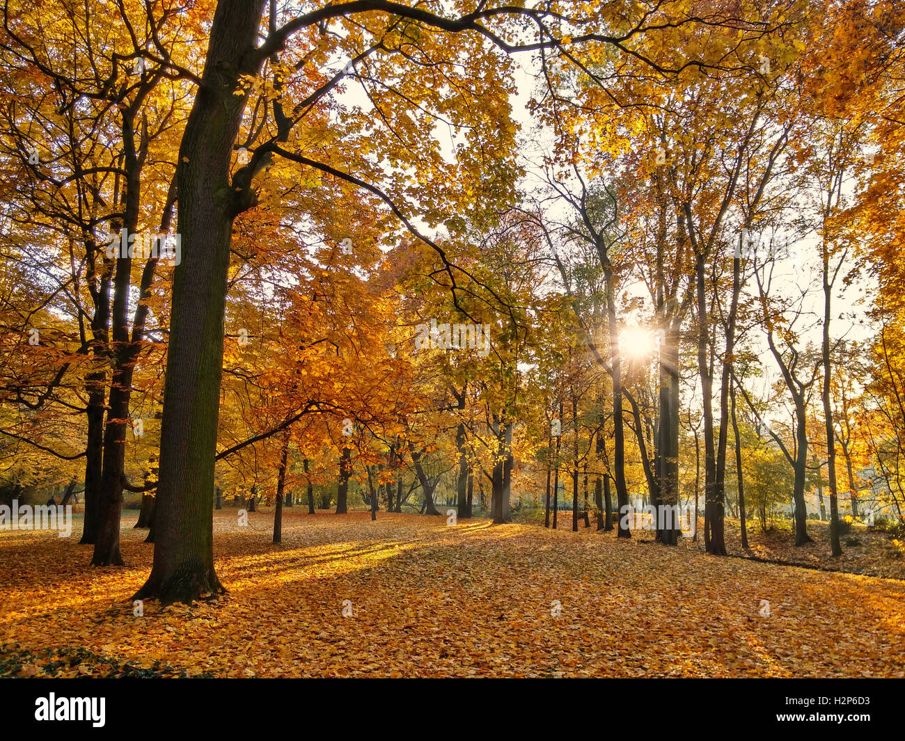 Trees in park during autumn Stock Photo - Alamy