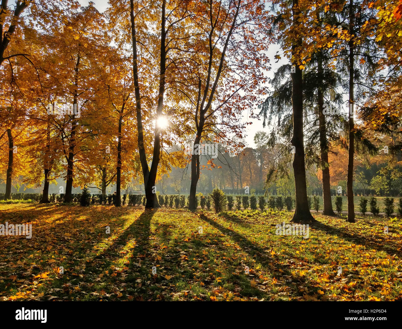 Trees in park during autumn Stock Photo - Alamy