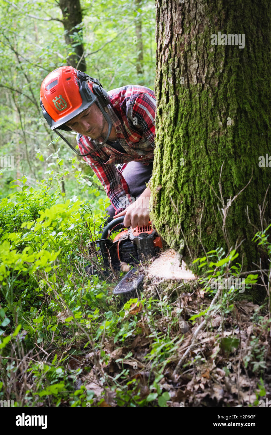 Lumberjack cutting down a tree Stock Photo - Alamy