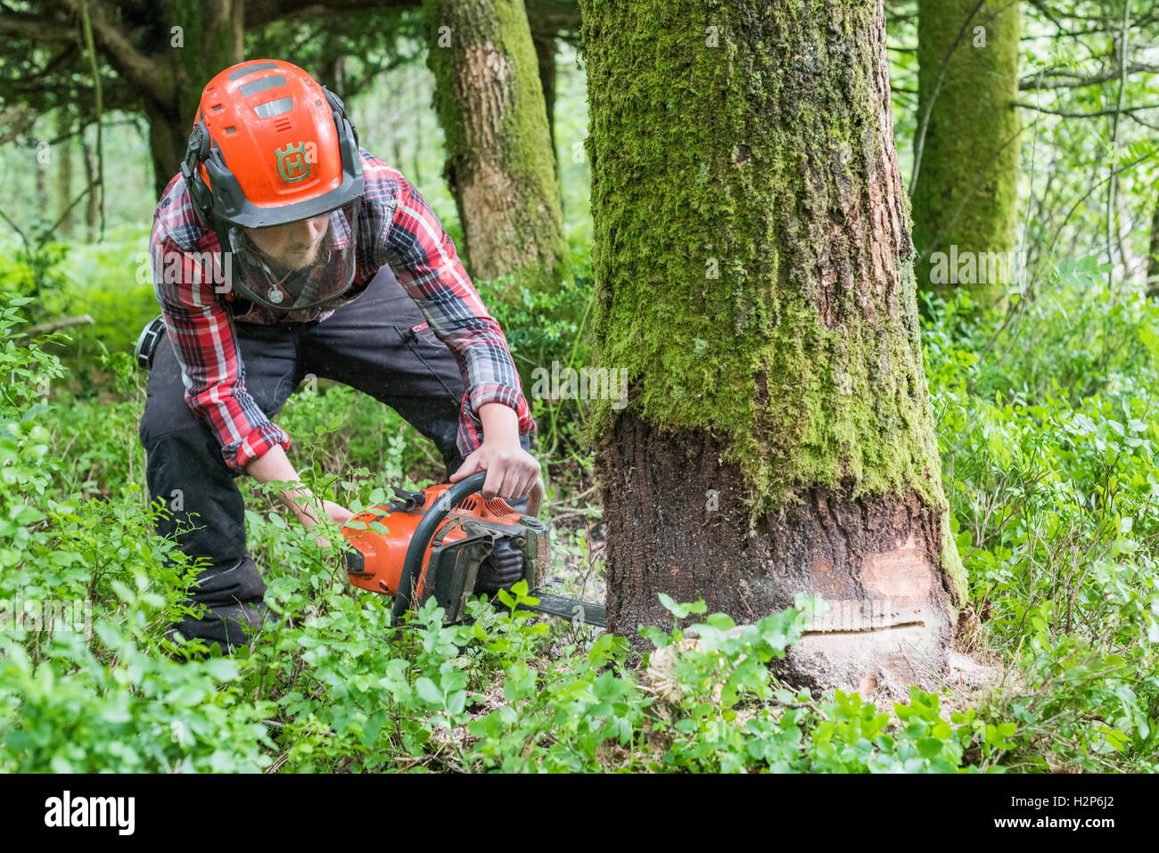Lumberjack cutting a tree down with chain saw Stock Photo - Alamy