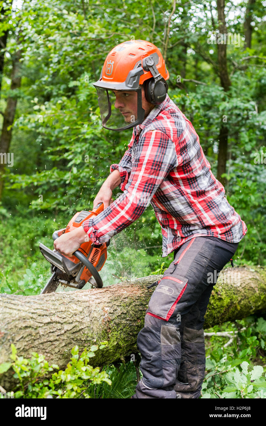Lumberjack cutting with chainsaw Stock Photo - Alamy