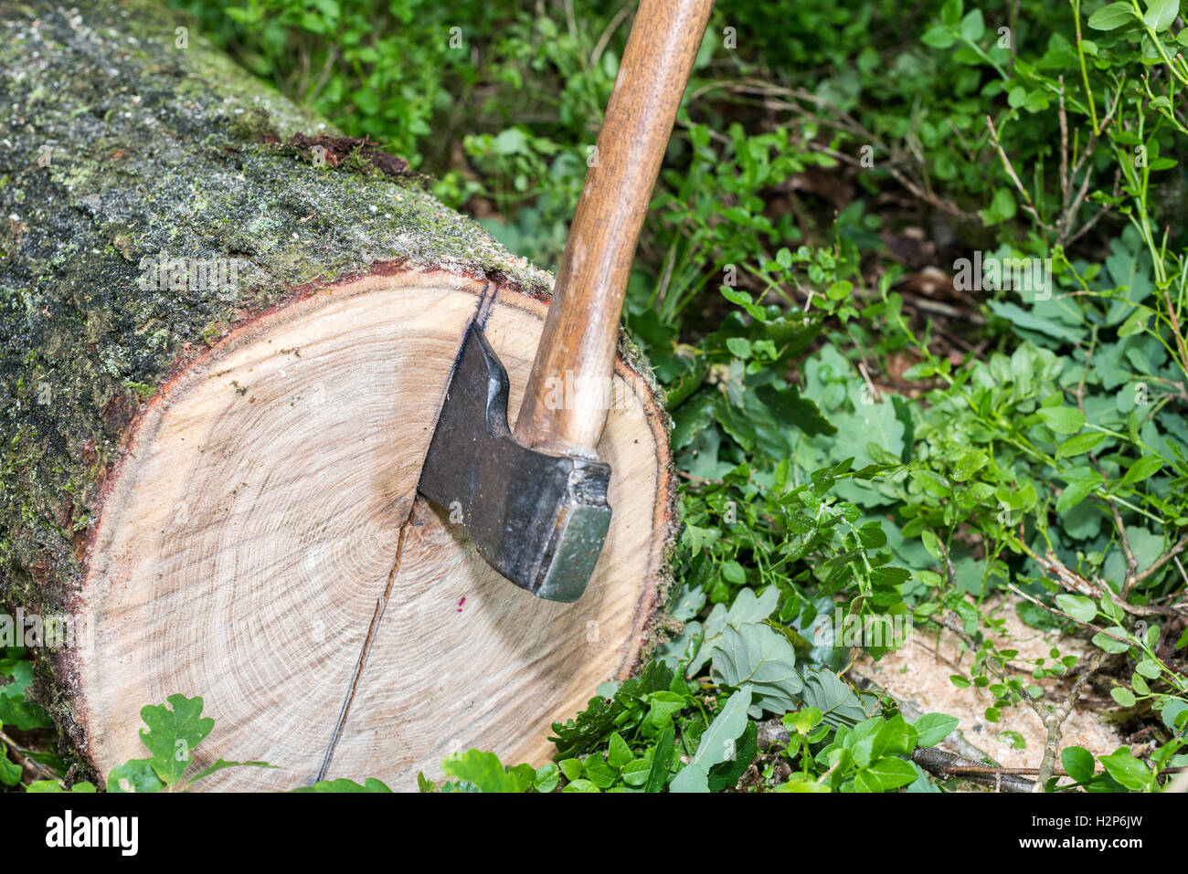 Felling axe hi-res stock photography and images - Alamy