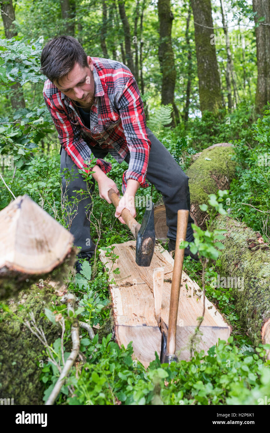 Lumberjack splitting a tree trunk Stock Photo - Alamy