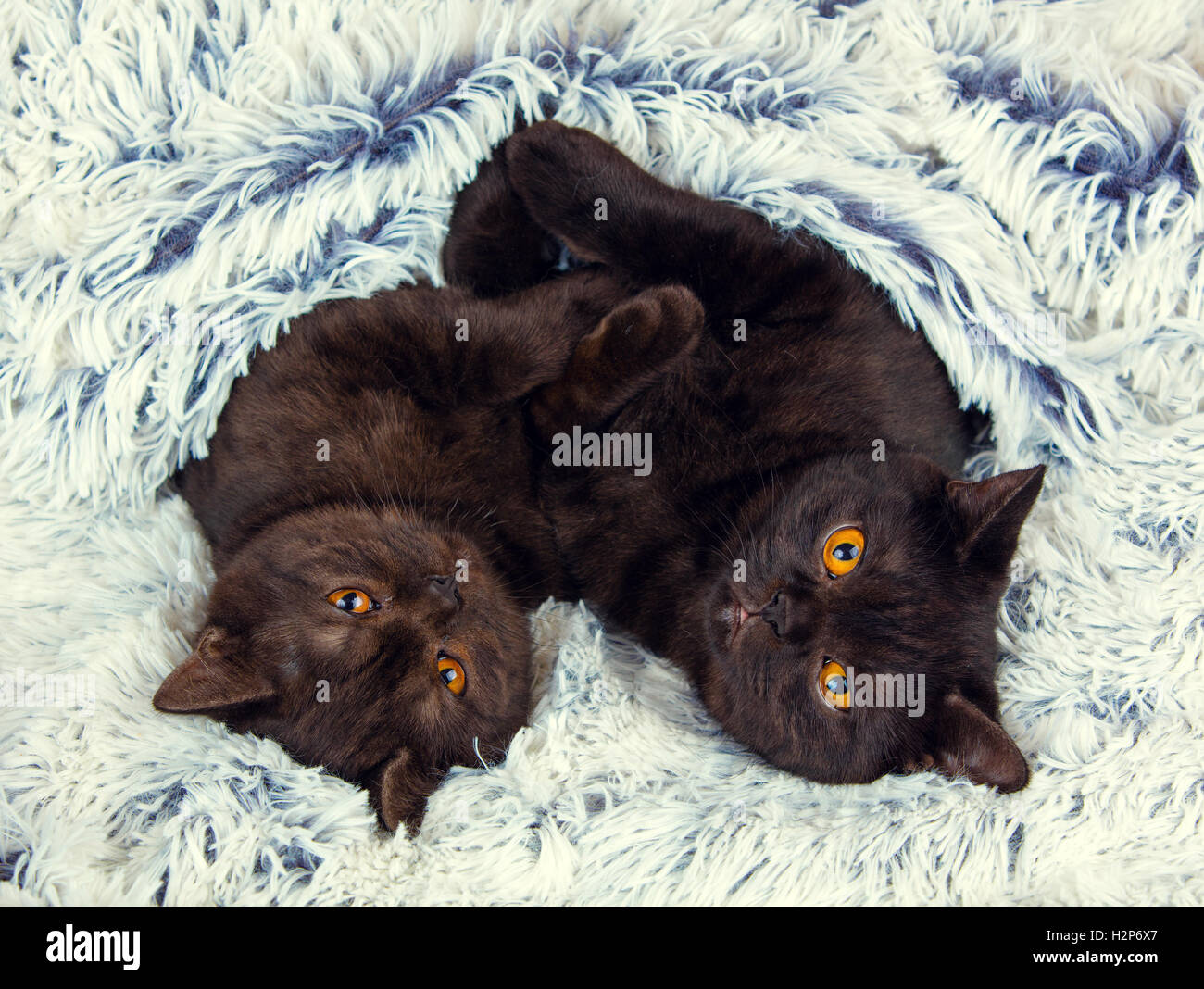 Two brown kitten lying together on fir blanket Stock Photo - Alamy