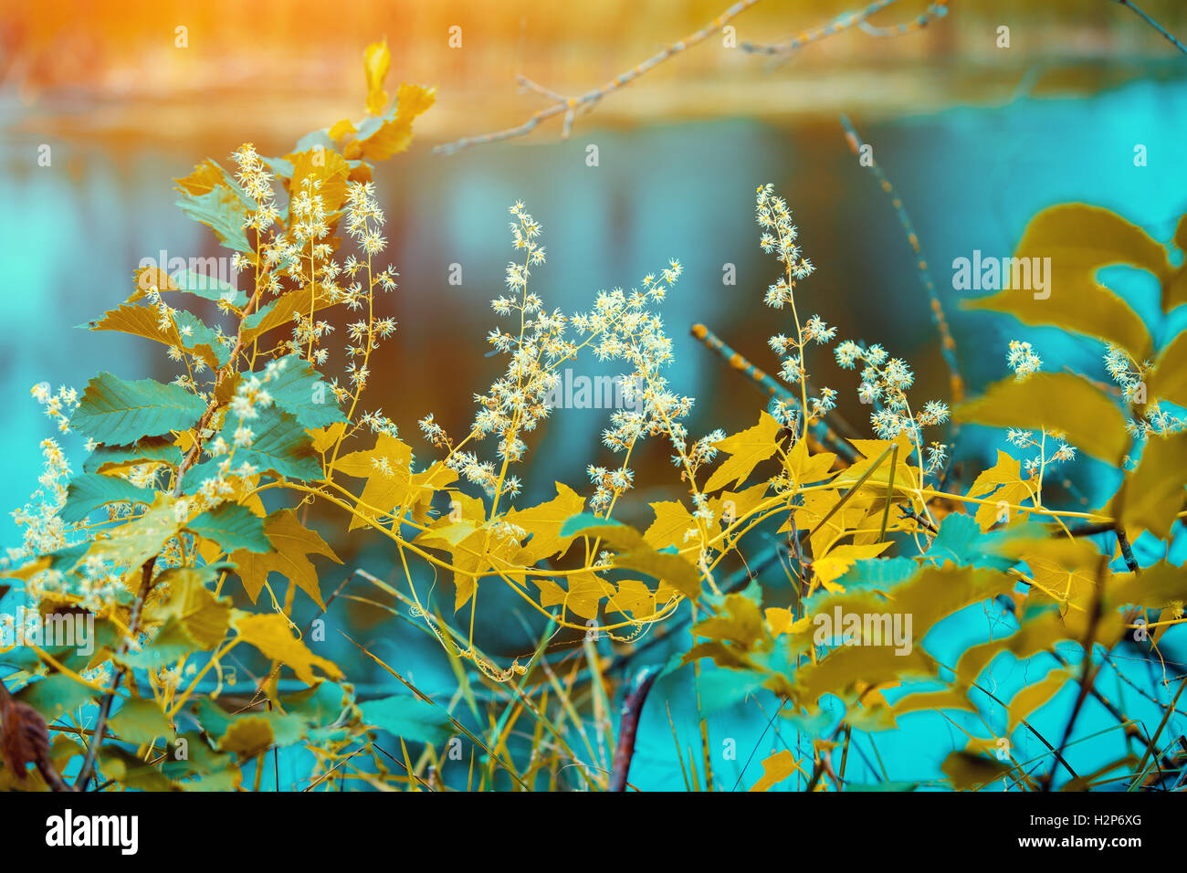 Vintage autumn natural herbal background Stock Photo - Alamy
